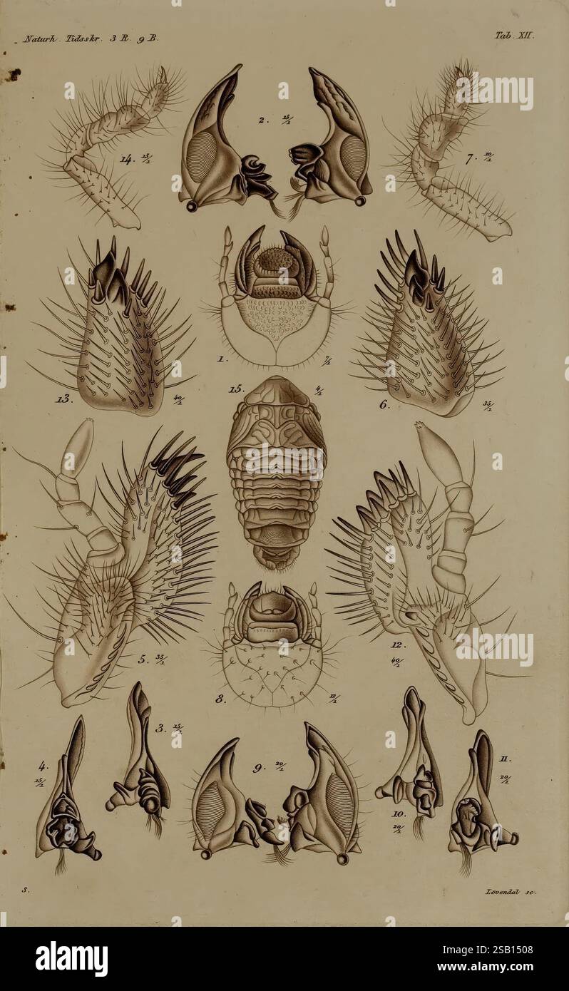 Frontal spines hi-res stock photography and images - Alamy