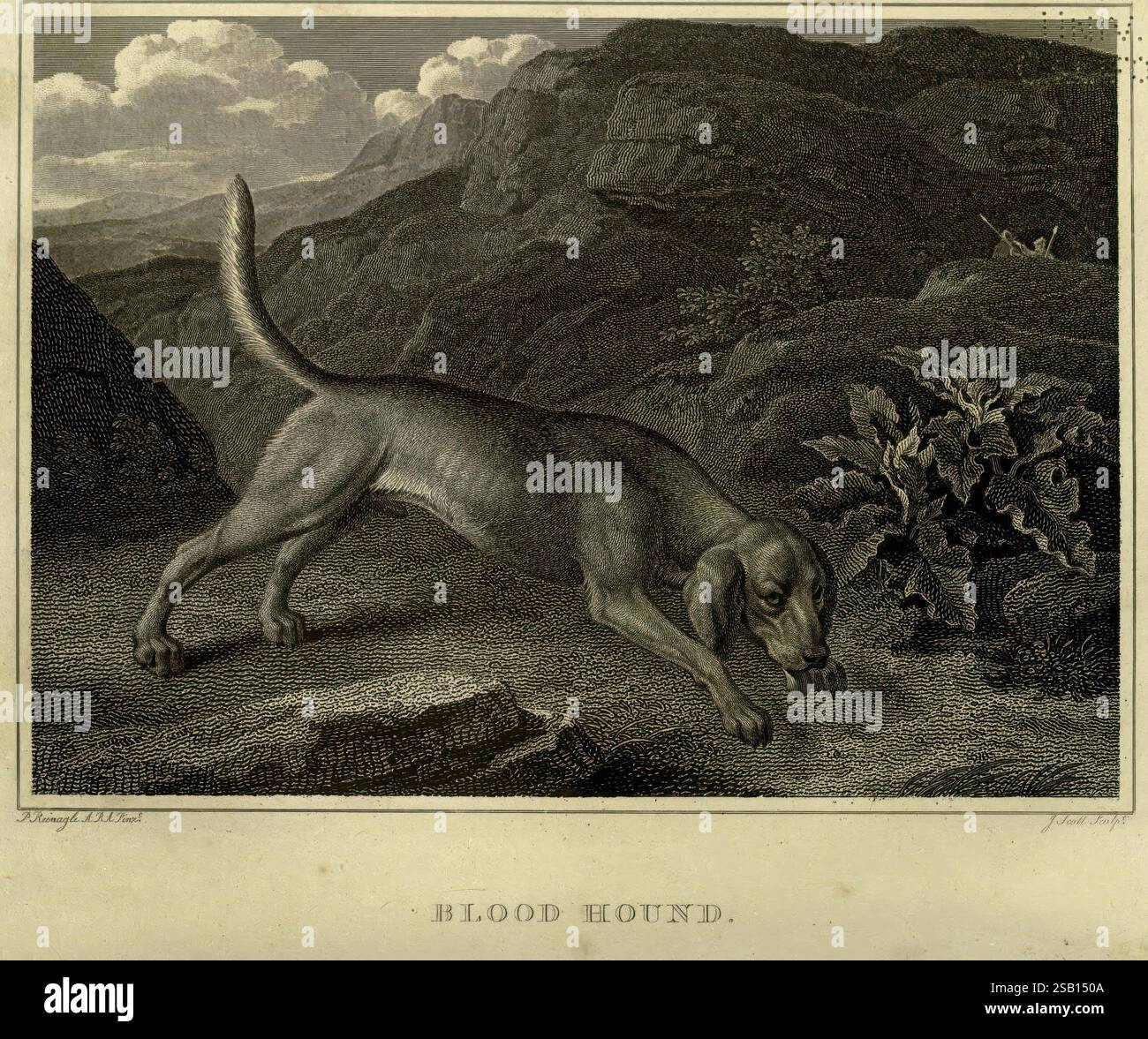 The sportsman's repository London, Henry G. Bohn, 1845, dogs, horses ...