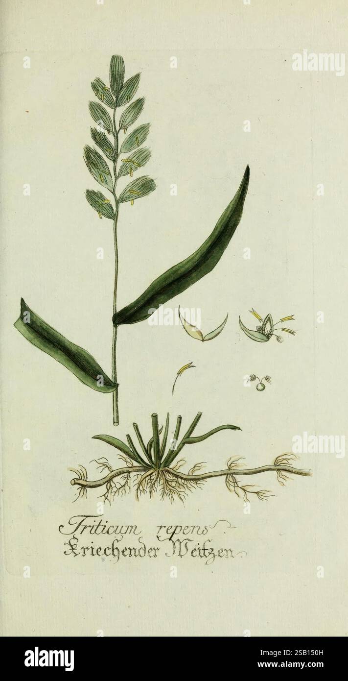 Plantarum indigenarum et exoticarum icones ad vivum coloratae, oder ...