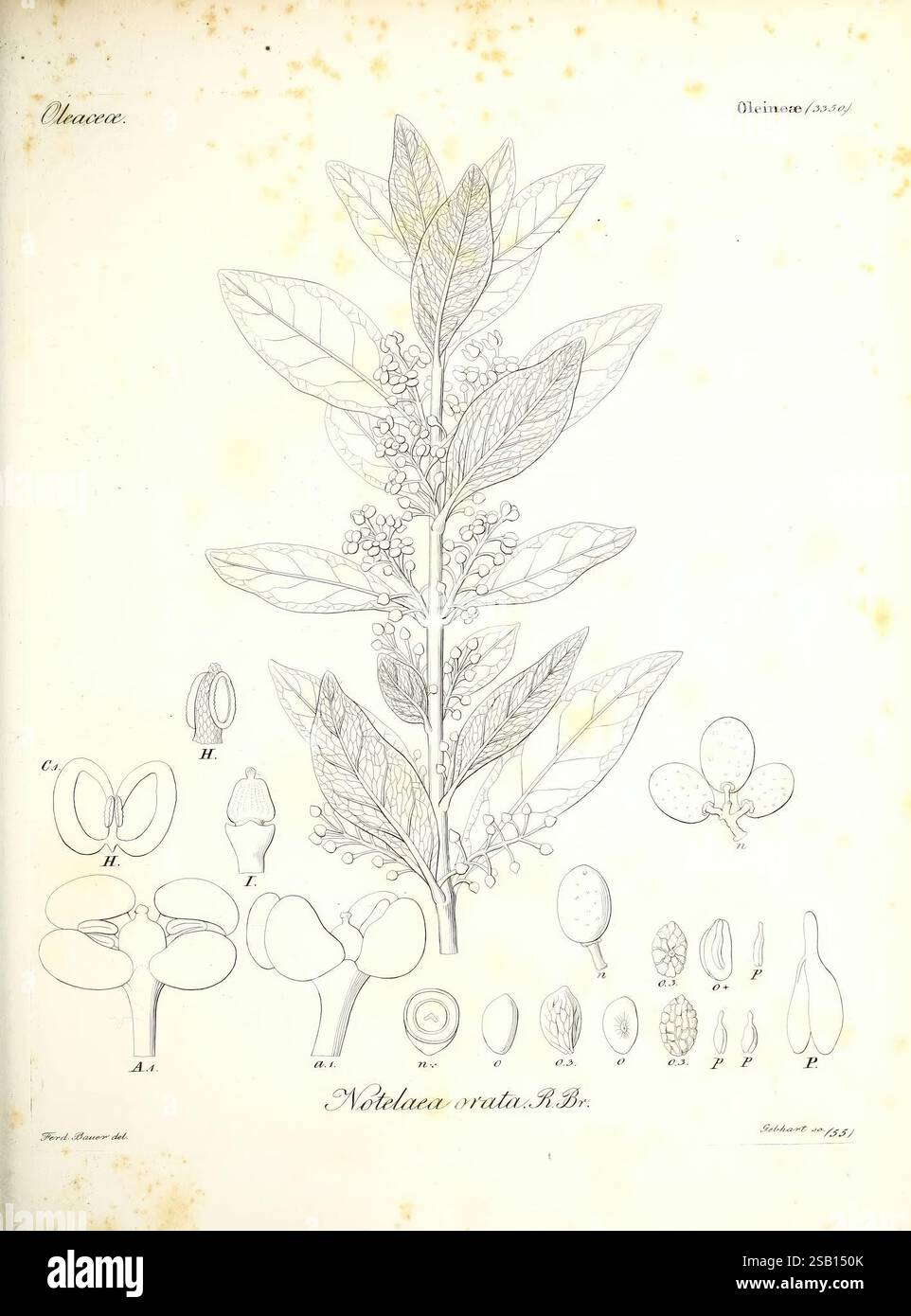 Notelaea ovalis hi-res stock photography and images - Alamy