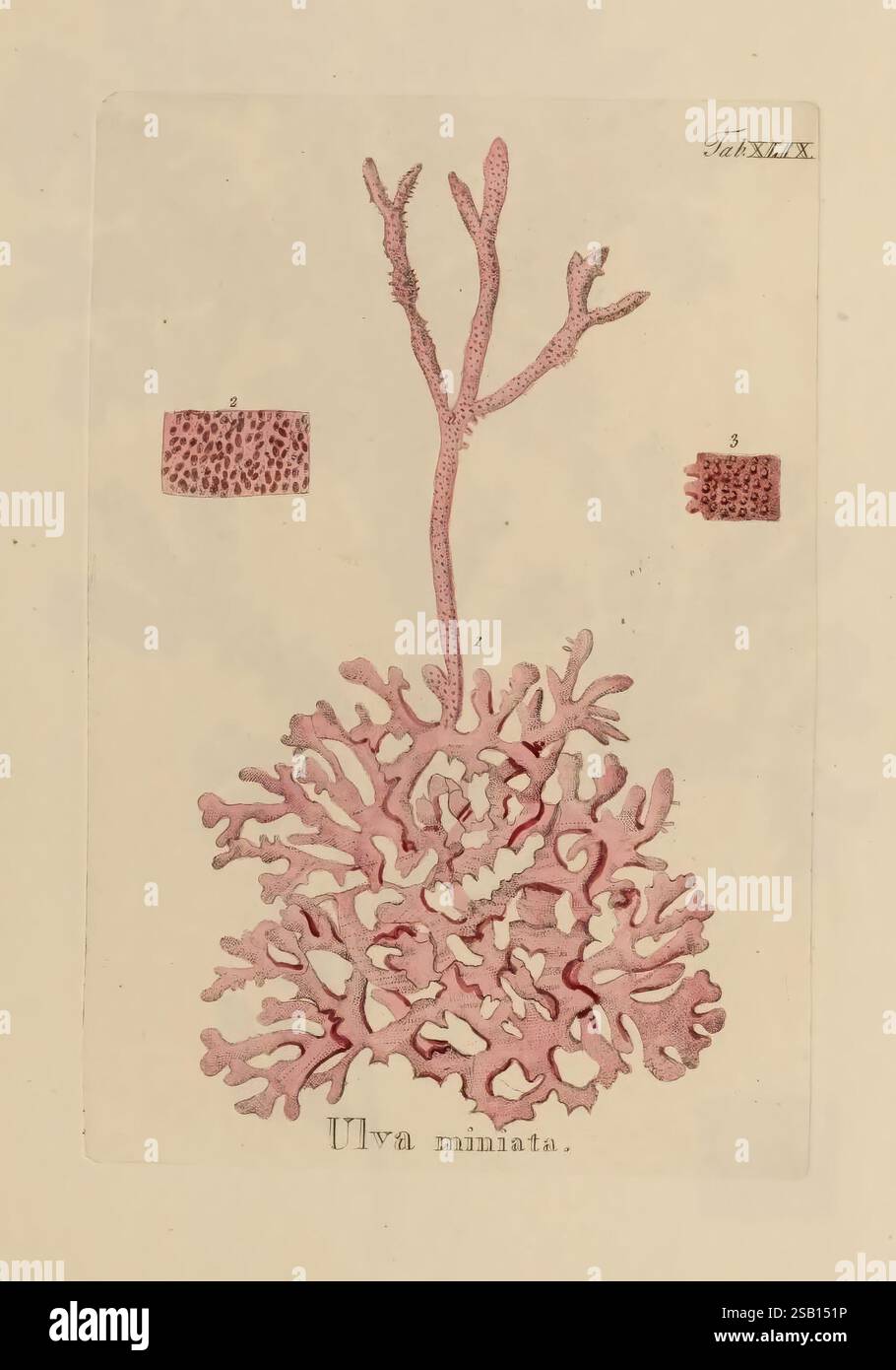 Primary coral body features hi-res stock photography and images - Alamy