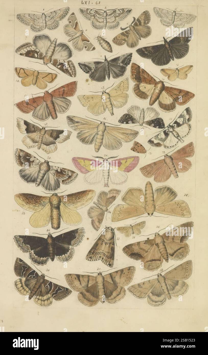 Lepidoptera, manuscript, between 1873-1883?, lepidoptera, life cycles ...