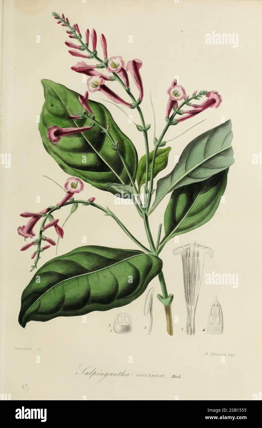 Two detailed botanical drawings provide hi-res stock photography and ...