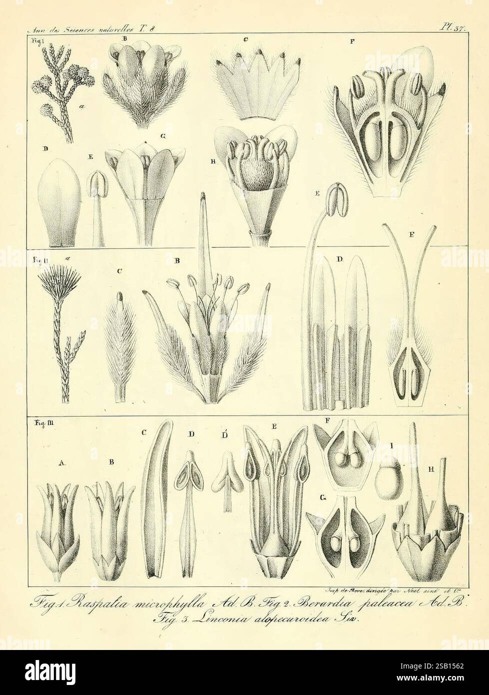 Annales des Sciences Naturelles, Paris, Crochard, flowers, science ...