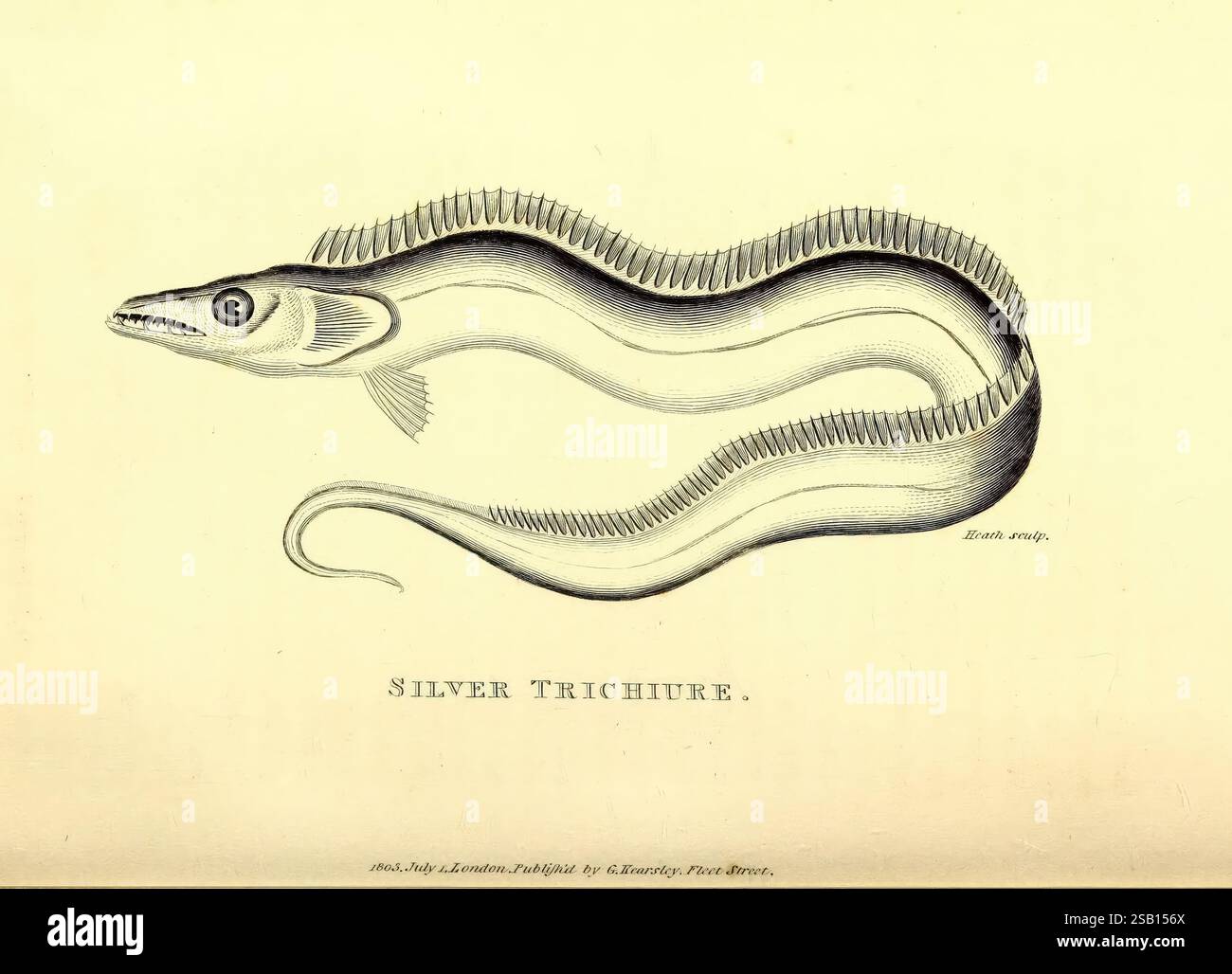 Silver trichiture hi-res stock photography and images - Alamy