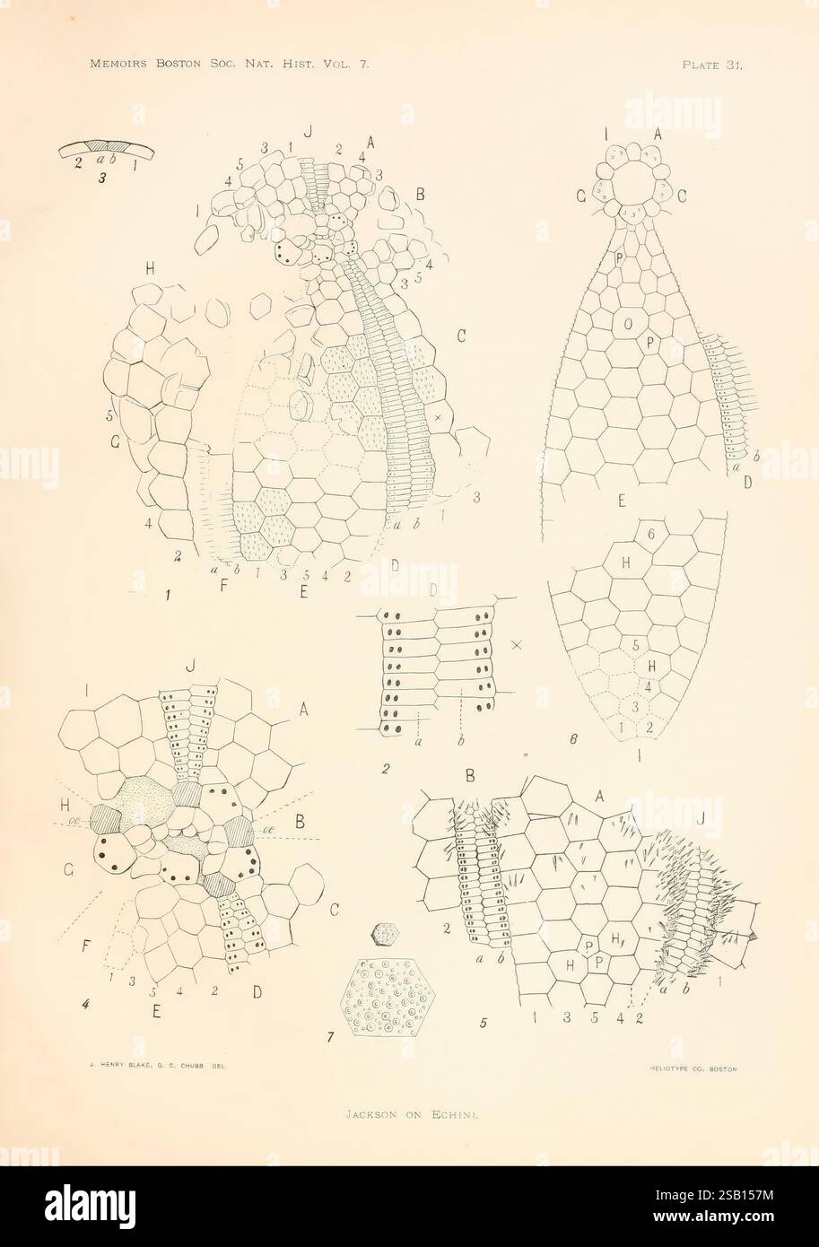 Illustrate cellular structures hi-res stock photography and images - Alamy