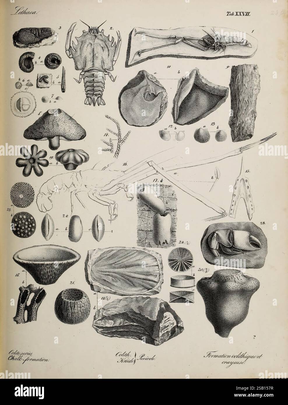 Alongside numerous anatomical structures hi-res stock photography and ...