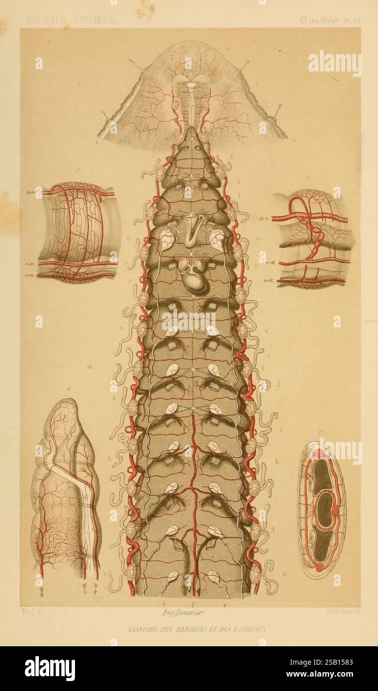 Le règne animal distribué d'après son organisation Paris Fortin Masson ...