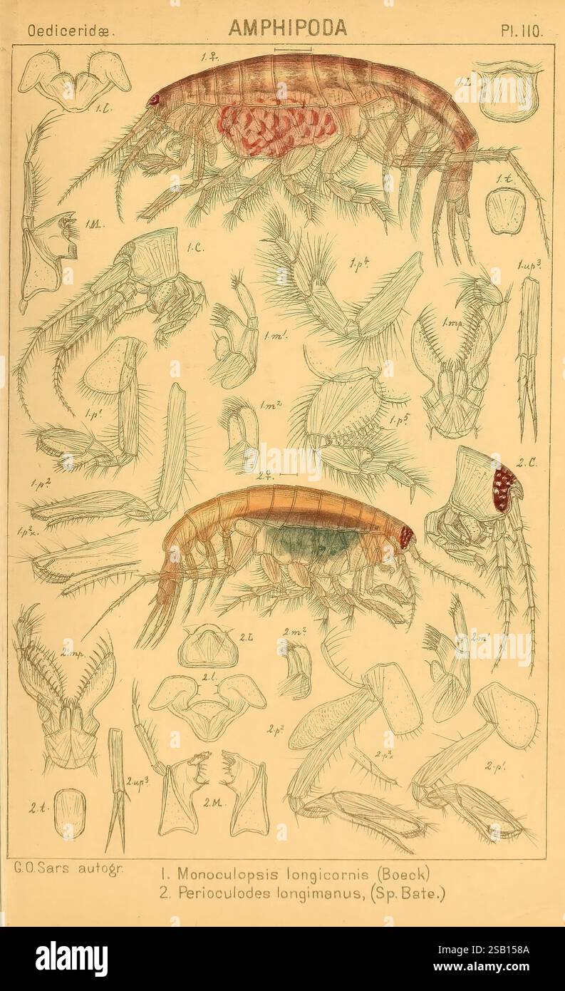 Detailed diagrams depict different species hi-res stock photography and ...