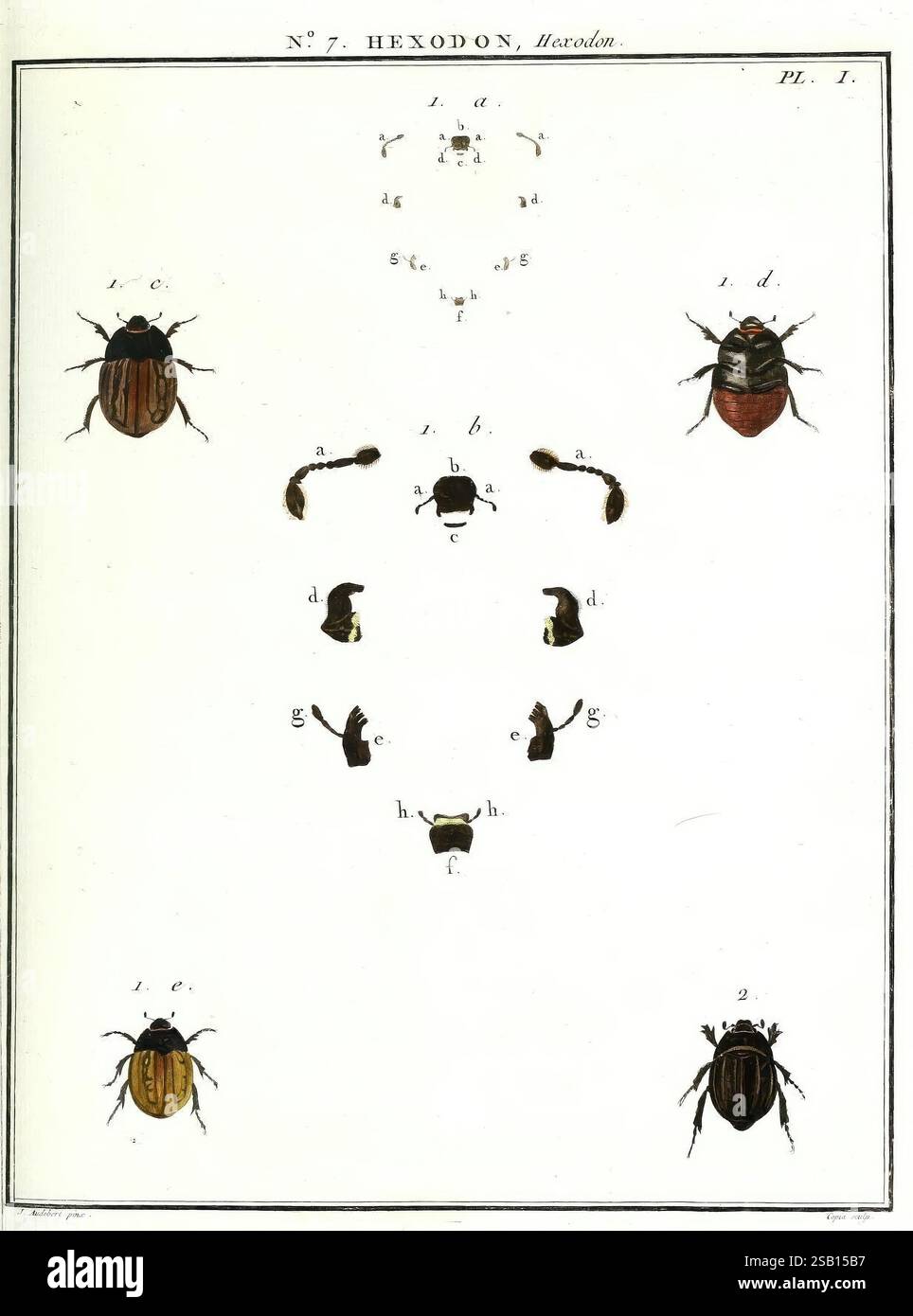 Entomologie ou Histoire naturelle des insectes Paris Imp. Baudouin 1789 ...