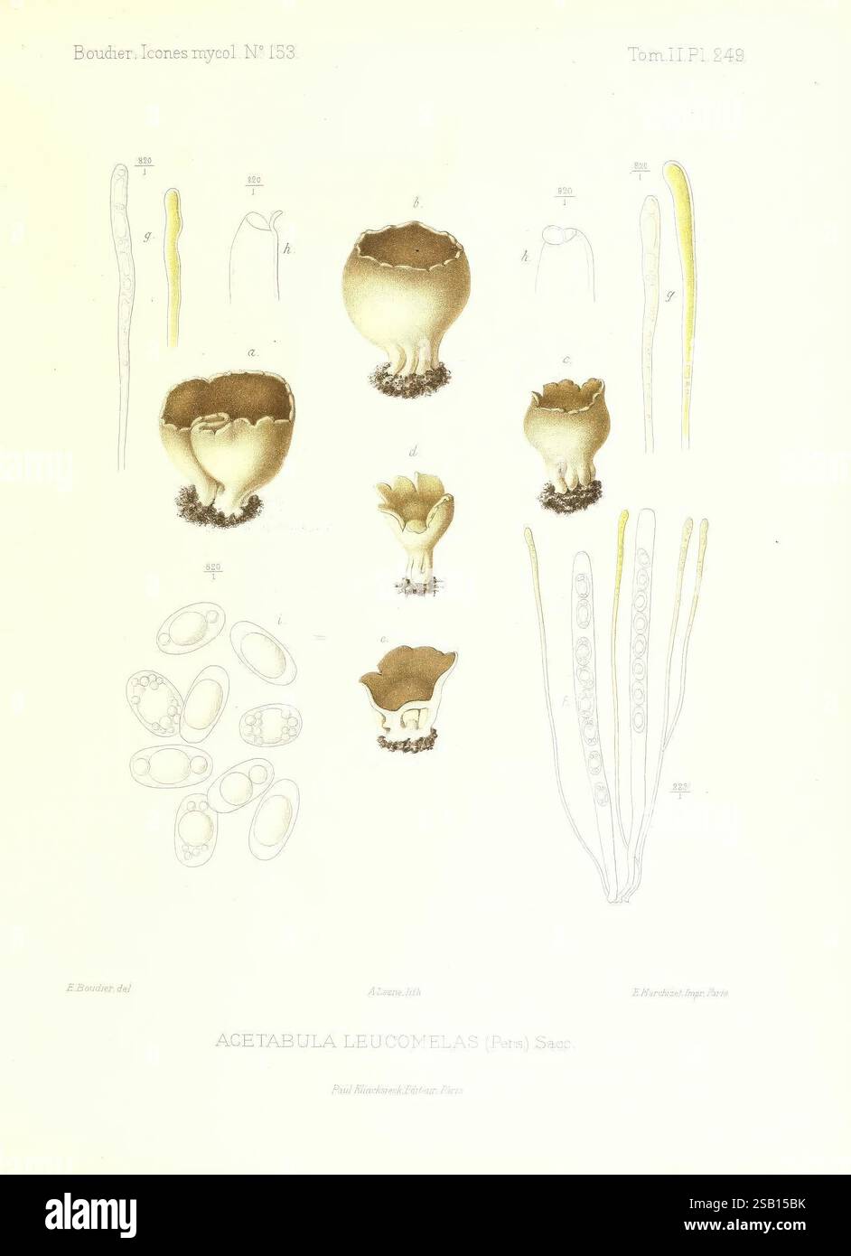 Acetabula leucophias hi-res stock photography and images - Alamy