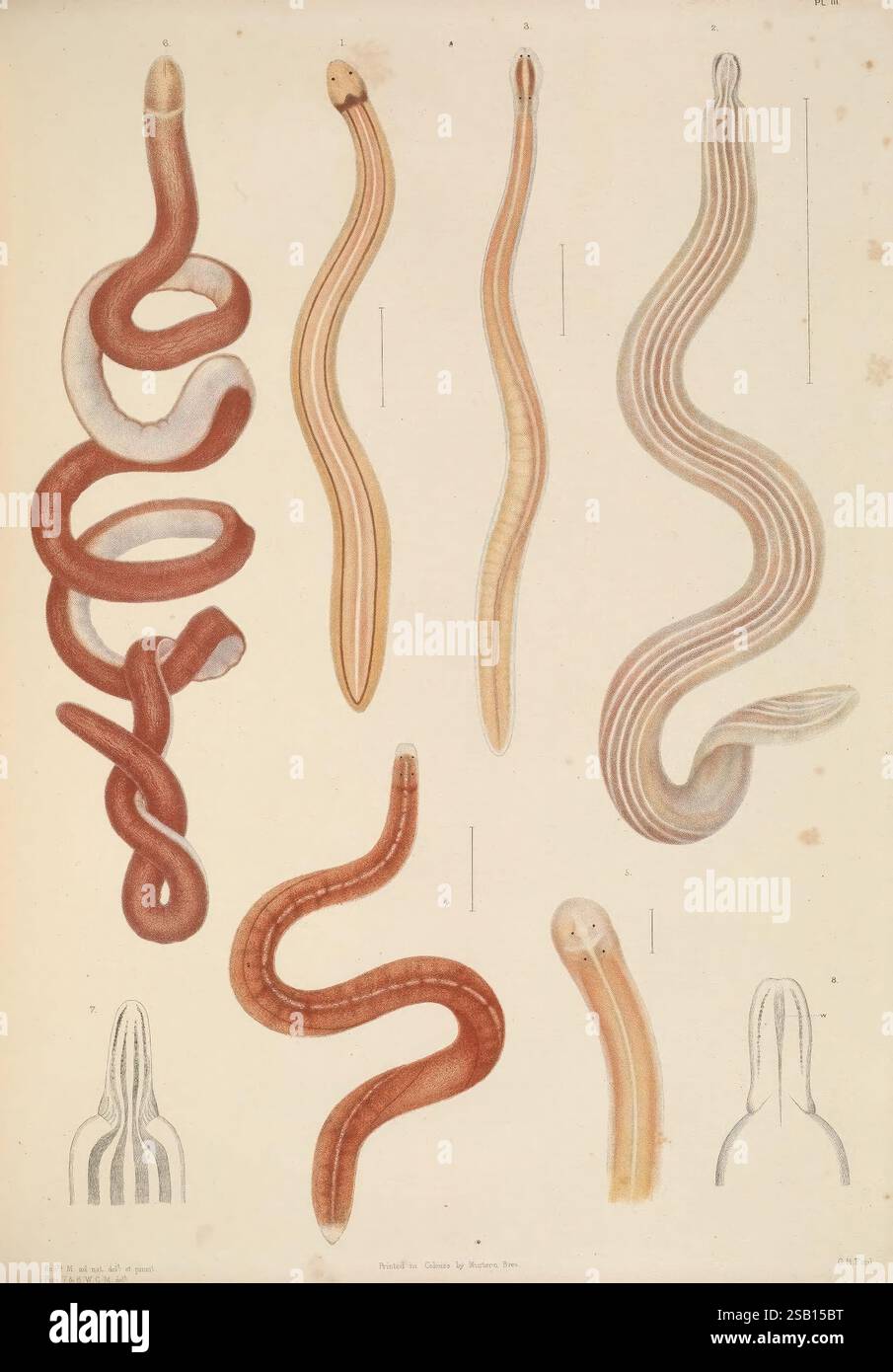 A monograph of the British marine annelids London, The Ray Society ...