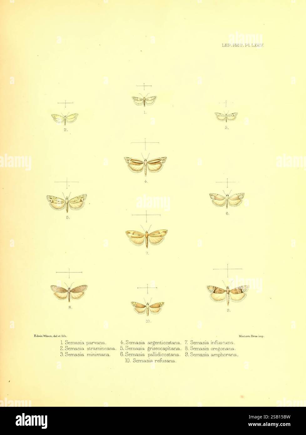 Illustrations, of, typical, specimens, of, Lepidoptera, Heterocera, in ...