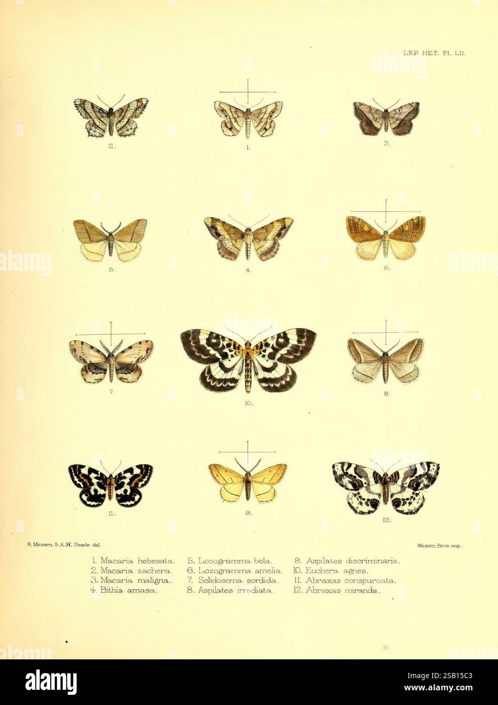 Moths exhibit diverse wing shapes hi-res stock photography and images ...