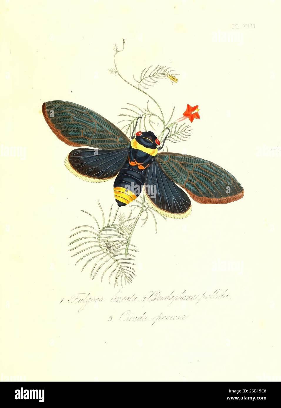 Natural History of the Insects of India, 1842, India, insects ...
