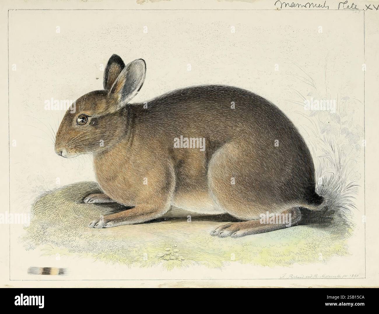 Rabbits anatomy reflect hi-res stock photography and images - Alamy