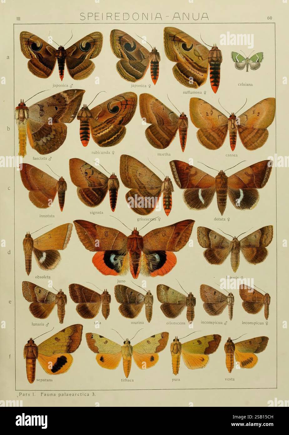 The Macrolepidoptera of the world, v.3, plates Stuttgart, Seitz'schen ...
