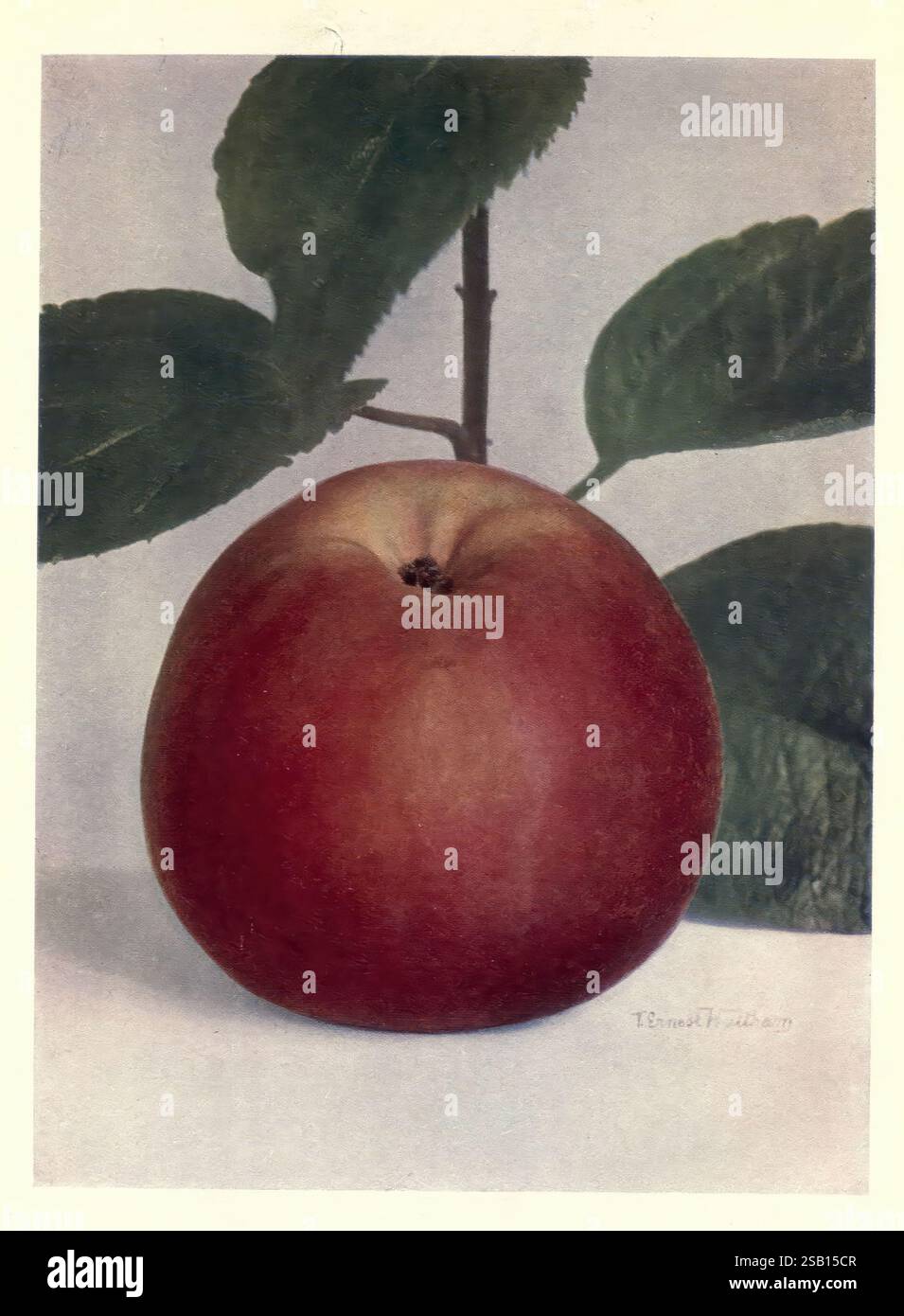 Indentation skin hi-res stock photography and images - Alamy