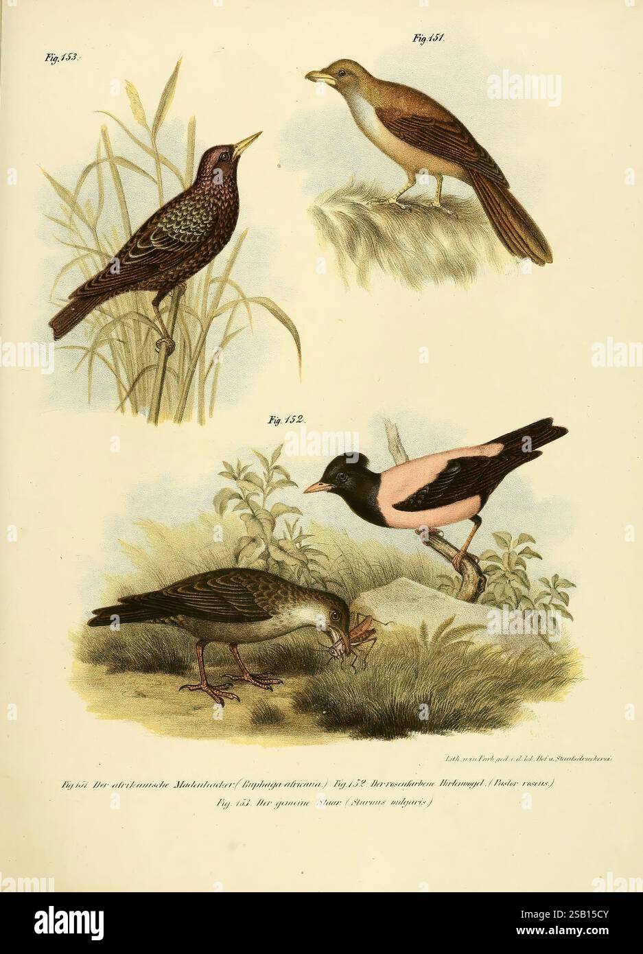 Illustration showcases four distinct bird species hi-res stock ...