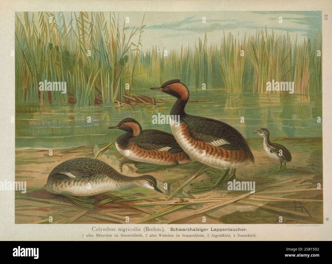 Adult grebes showcase hi-res stock photography and images - Alamy