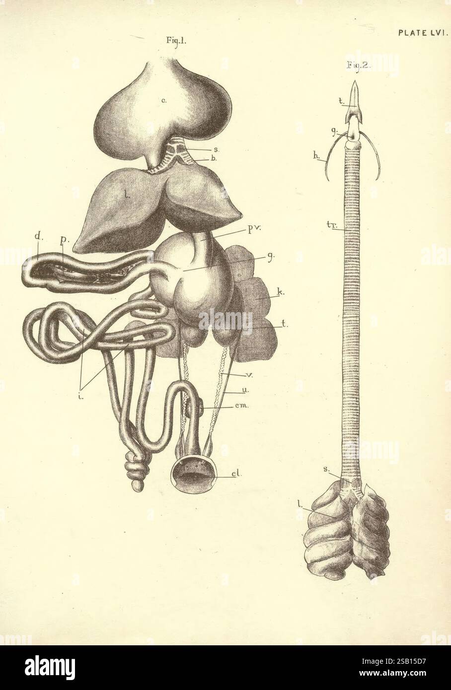 Illustration displays anatomical diagrams labeled hi-res stock ...