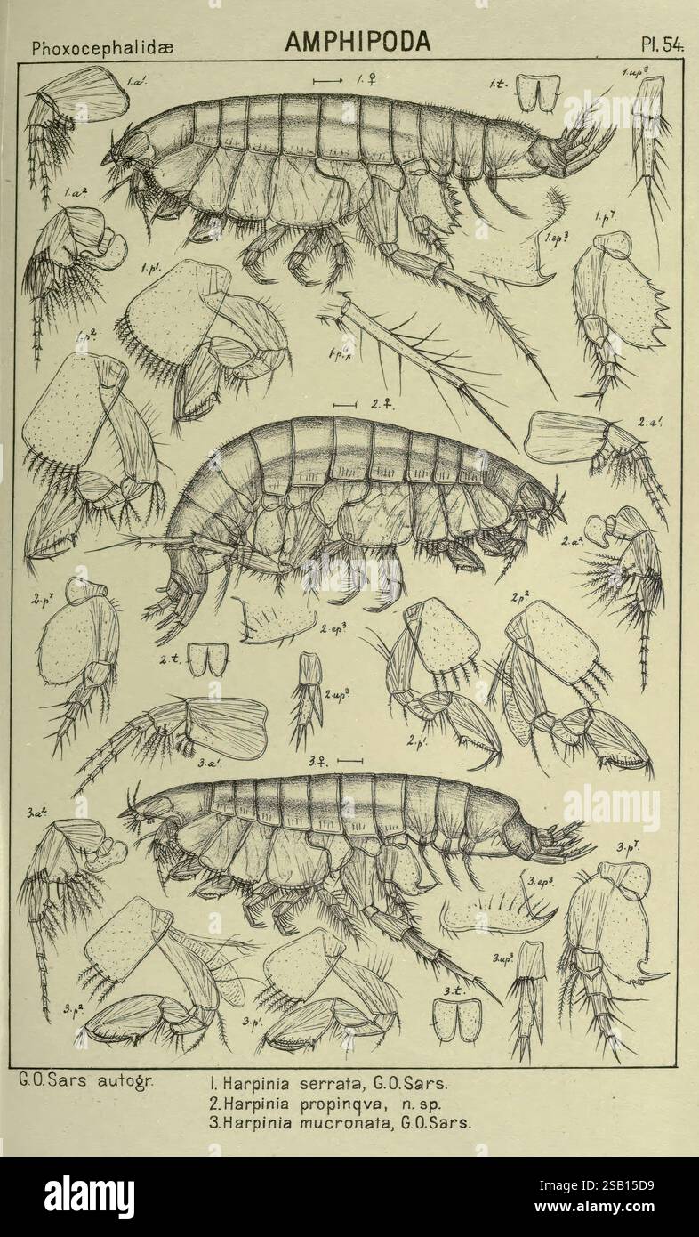 Identifying three distinct species hi-res stock photography and images ...