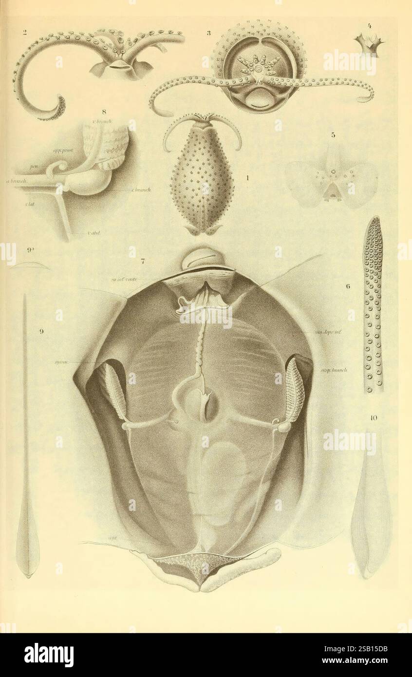 The Cephalopod Atlas 1975 Cephalopoda Cranchia scabra, This ...