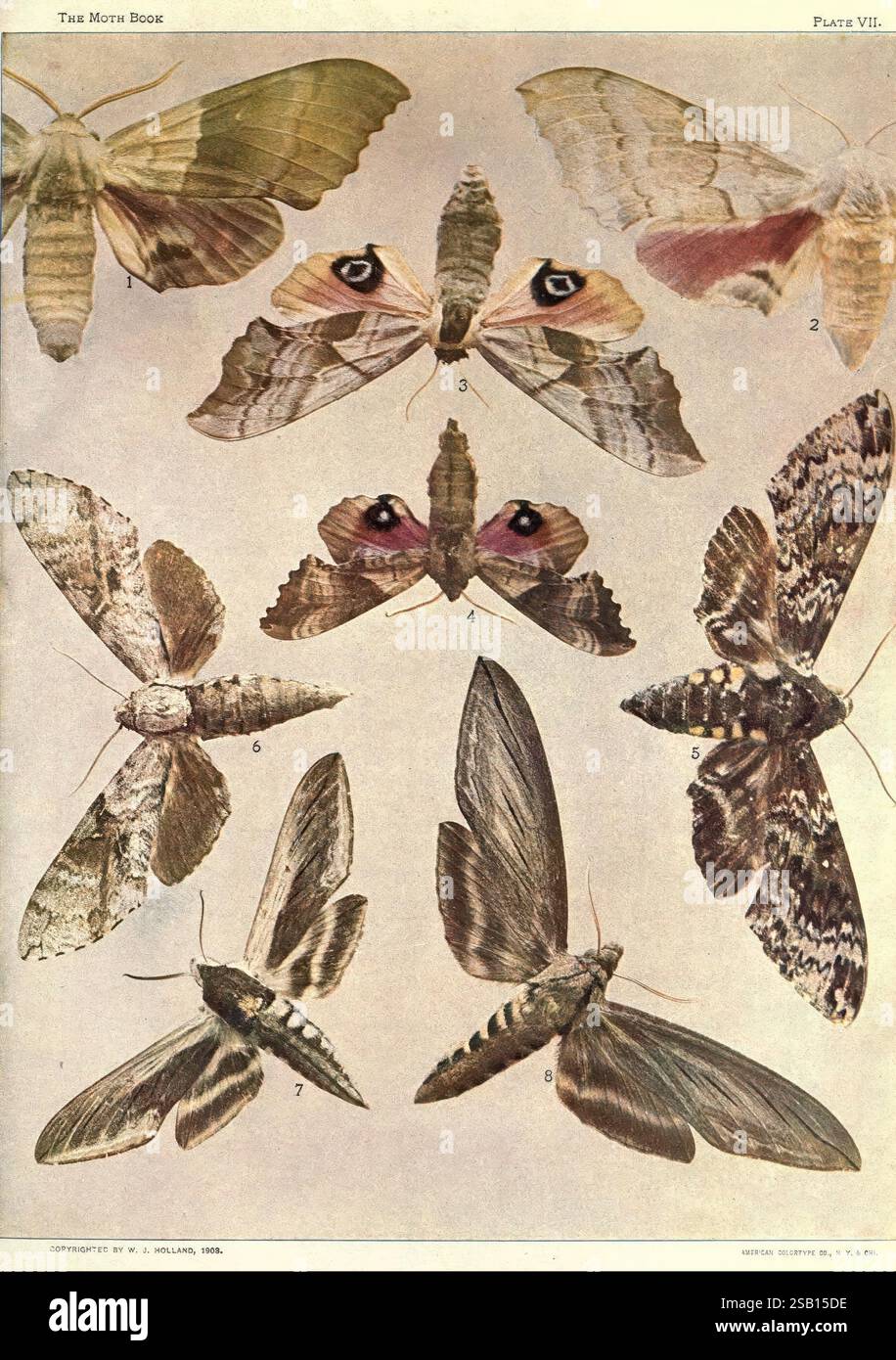 Moths exhibits hi-res stock photography and images - Alamy