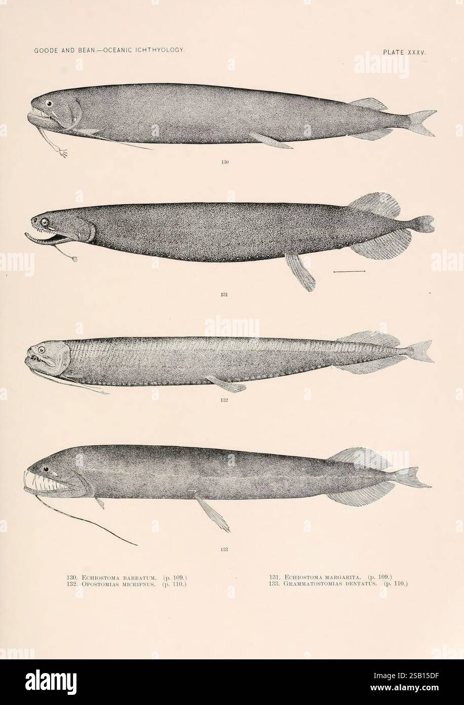 Various oceanic ichthyological species hi-res stock photography and ...