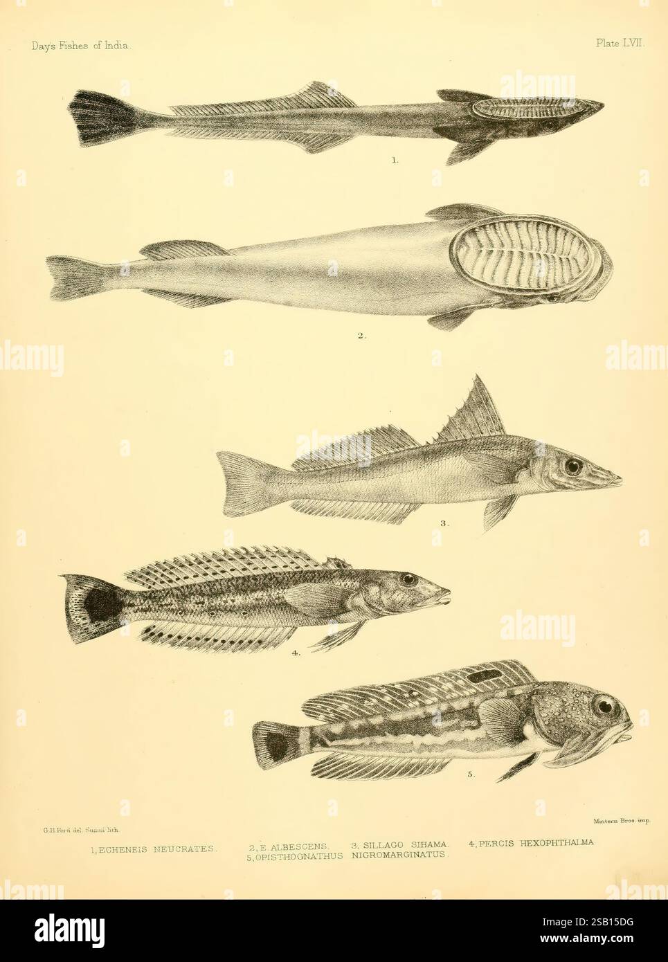The fishes of India, [1875]-1878, India, Burma, Indian Ocean, Sri Lanka ...