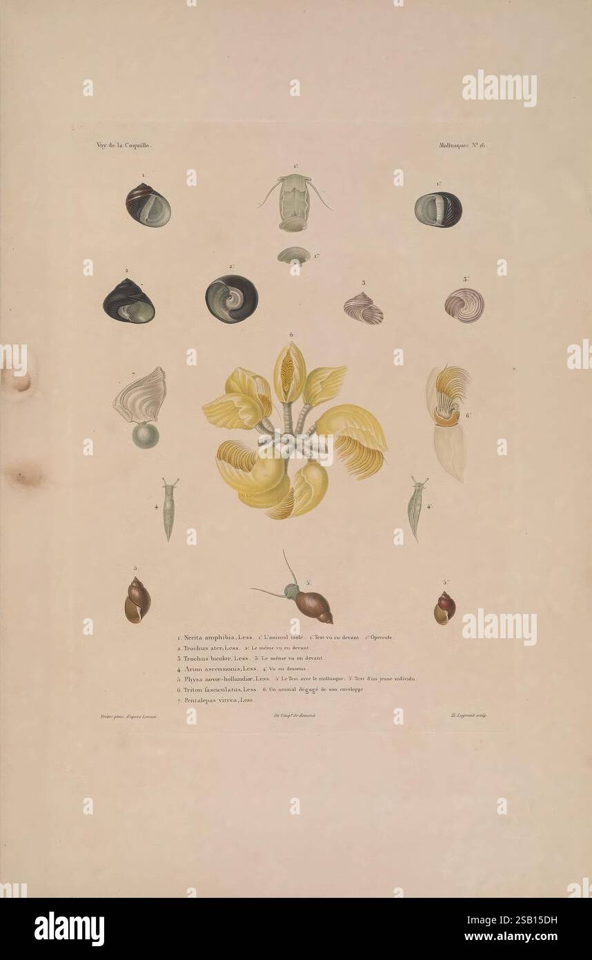 Yellow shells resembles hi-res stock photography and images - Alamy