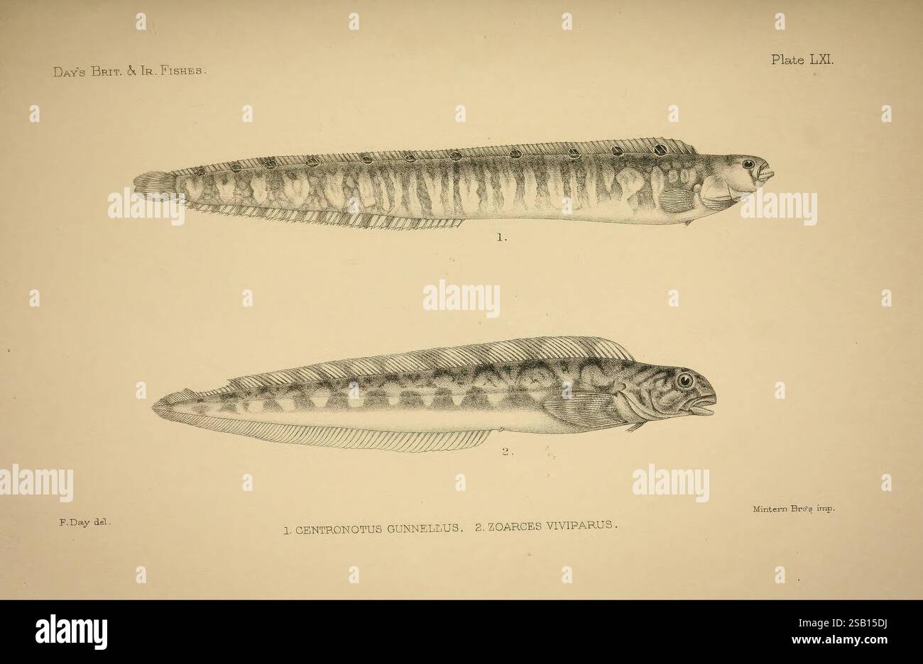 Structure of a fish scale hi-res stock photography and images - Alamy