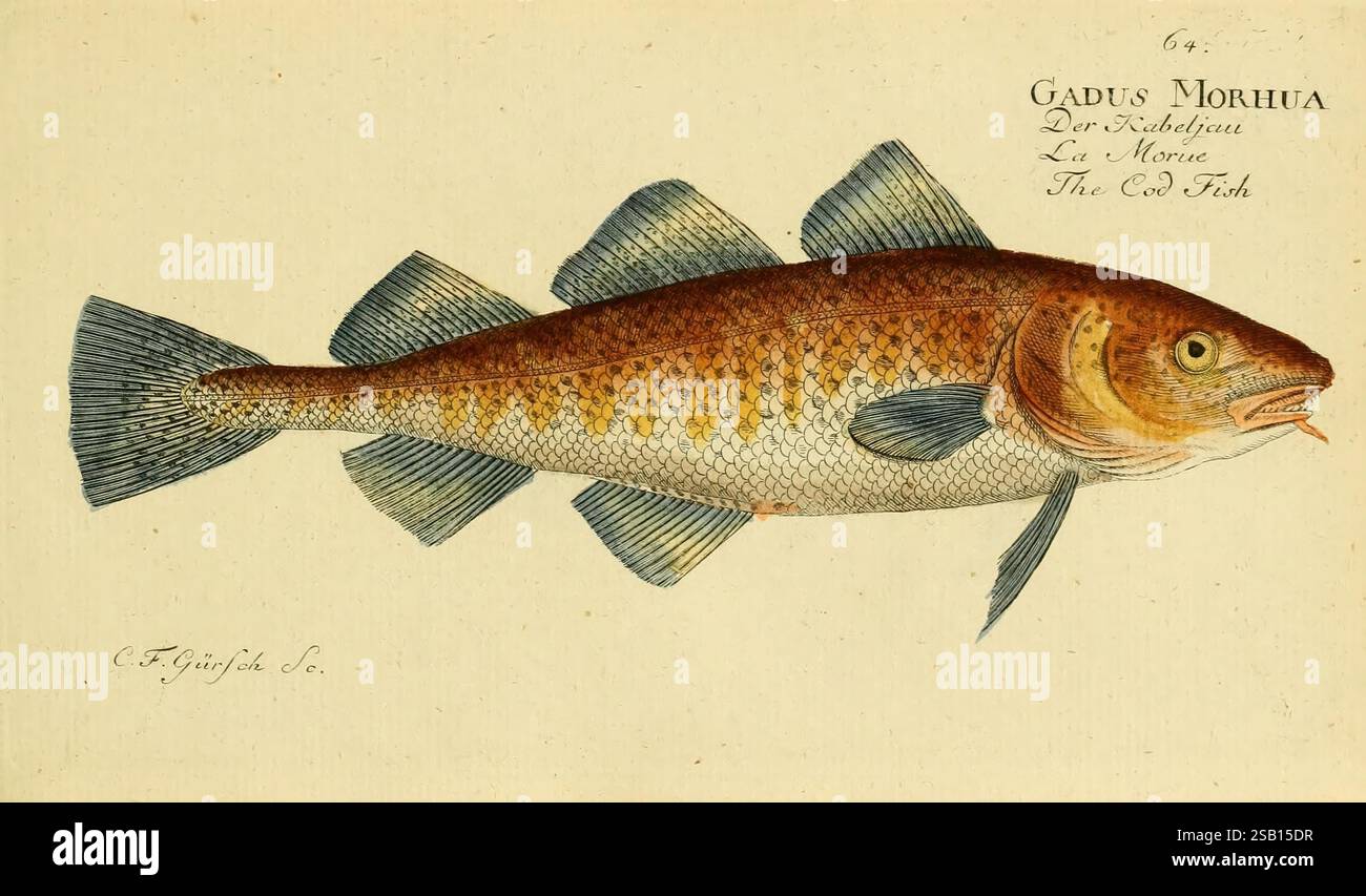 Ichthyologie ou Histoire naturelle des poissons, Berlin, Chez l'auteur ...