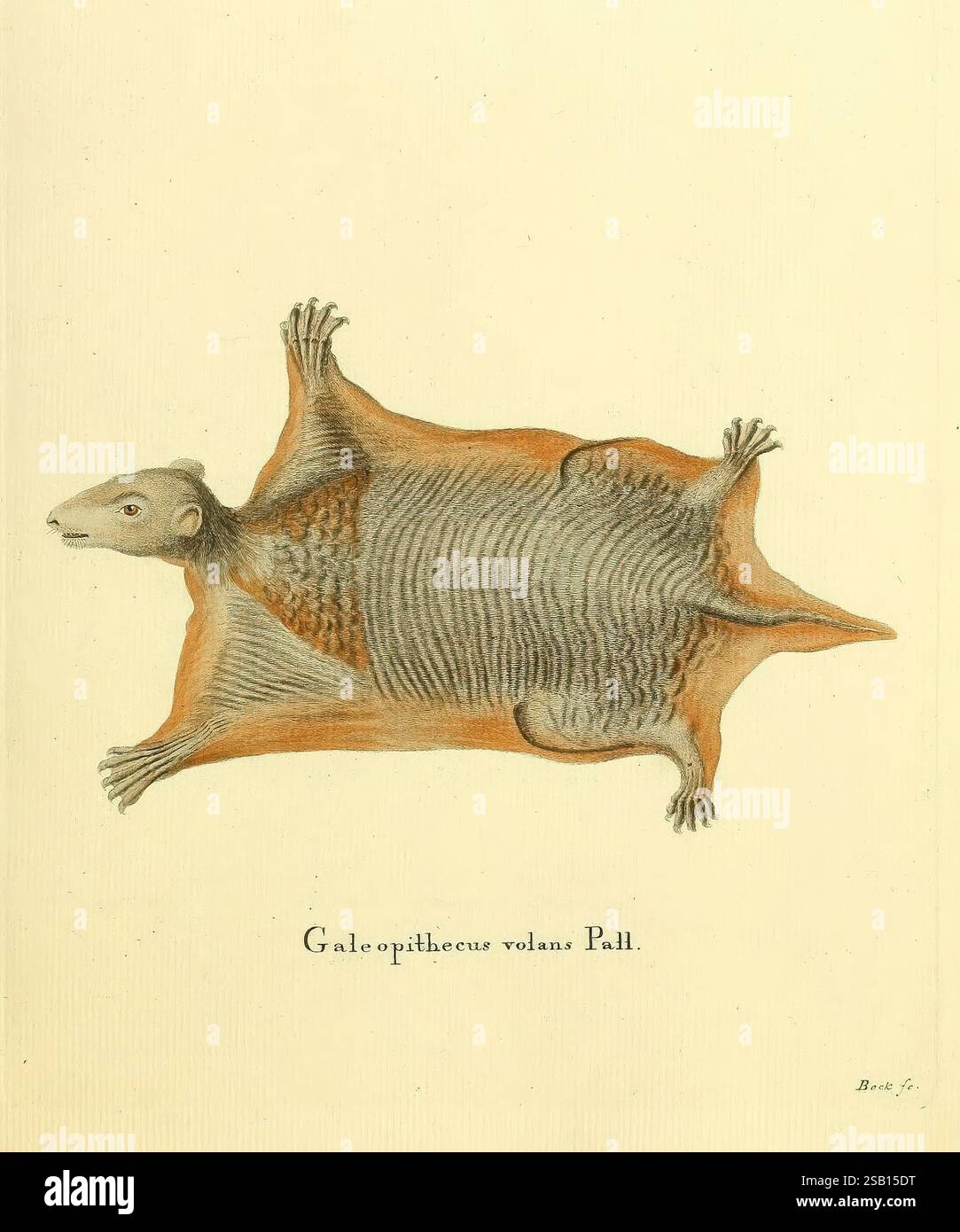 Lemur mammals pictorial works galeopithecus volans hi-res stock ...