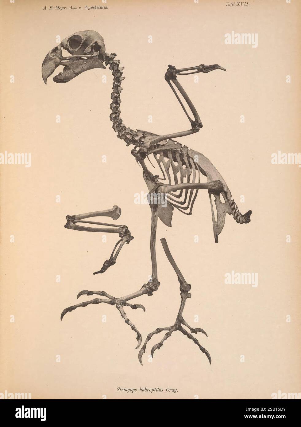 Clawed feet suggest adaptation hi-res stock photography and images - Alamy