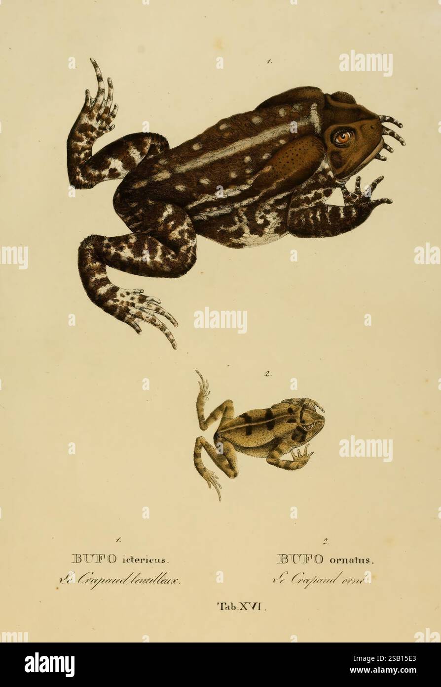 Prominent warty texture hi-res stock photography and images - Alamy