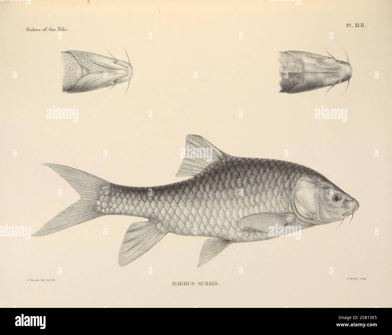 The fishes of the Nile. London, Pub. for the Egyptian government by H ...