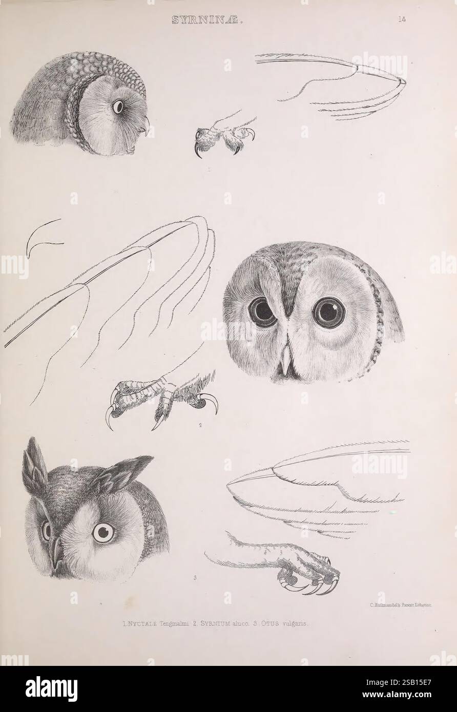 Several anatomical components hi-res stock photography and images - Alamy