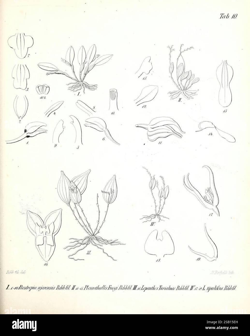 Meissner 1866 orchids botany central america hi-res stock photography ...