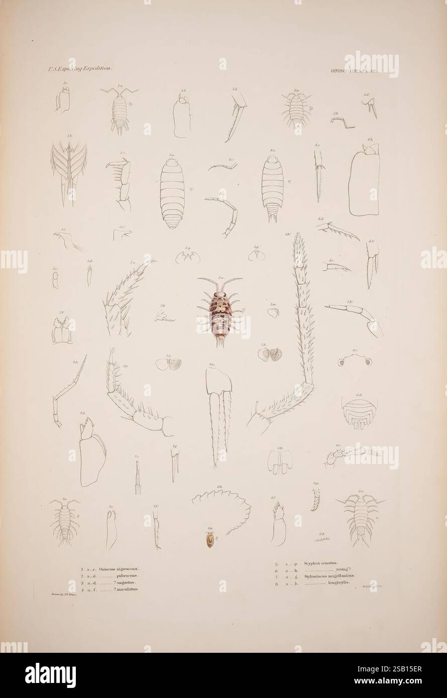 Crustacea Philadelphia Printed by C. Sherman 1852-55 [i.e. 1861 ...