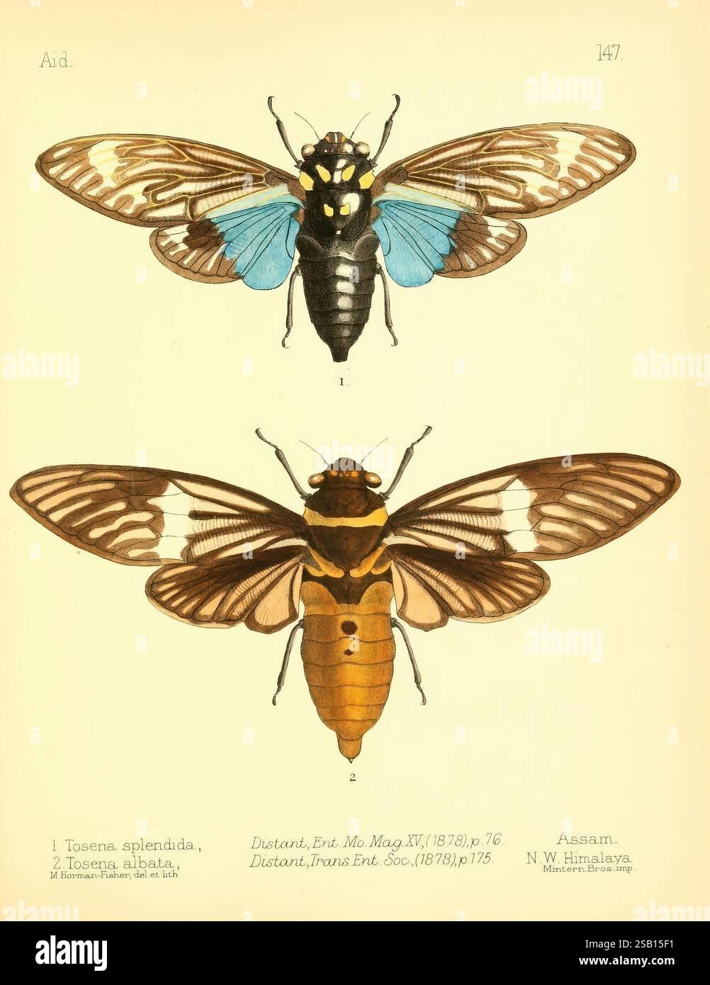 Aid to the Identification of Insects London E.W. Janson 1880-90 ...