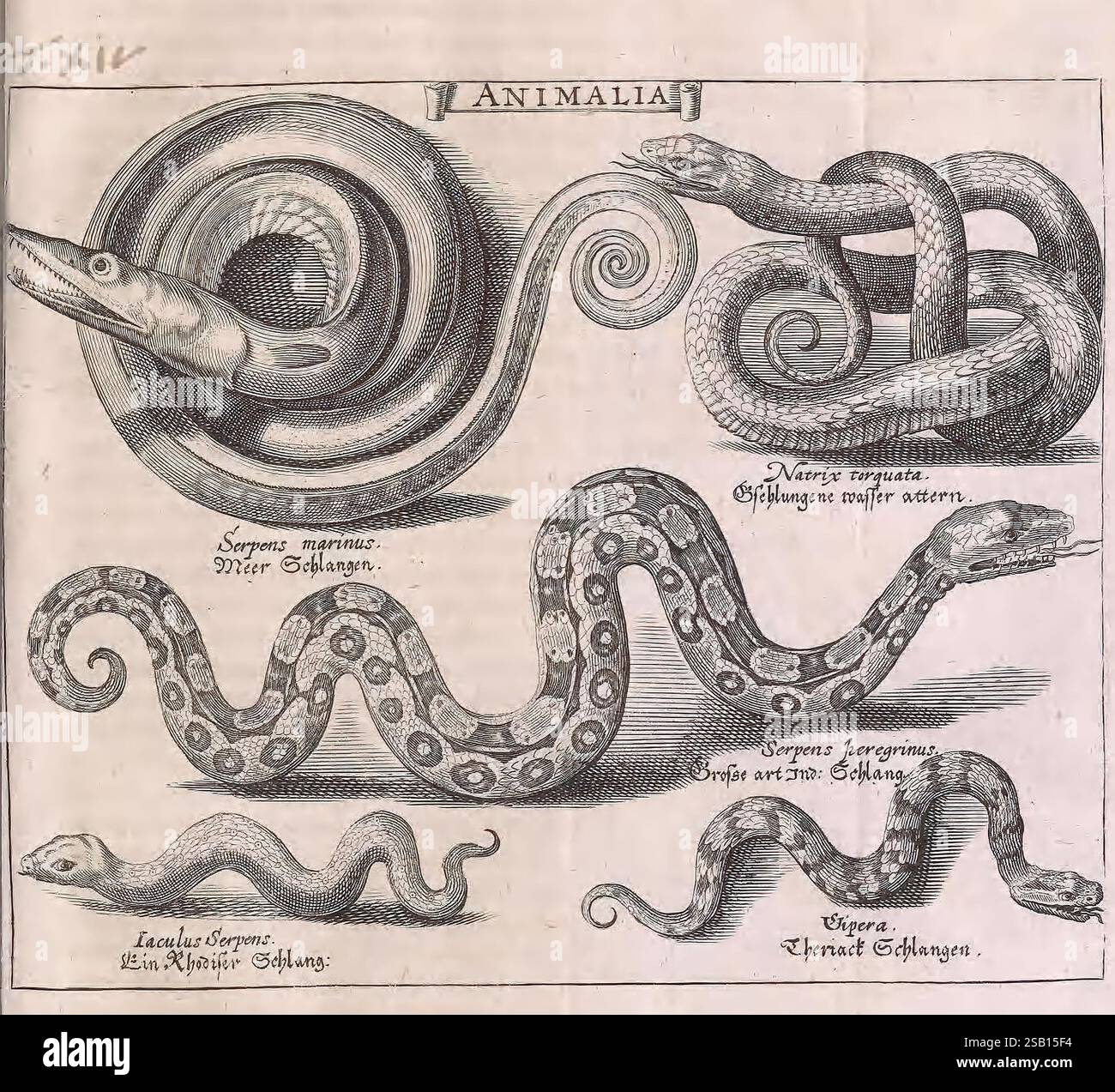 Coiled serpent exhibits hi-res stock photography and images - Alamy