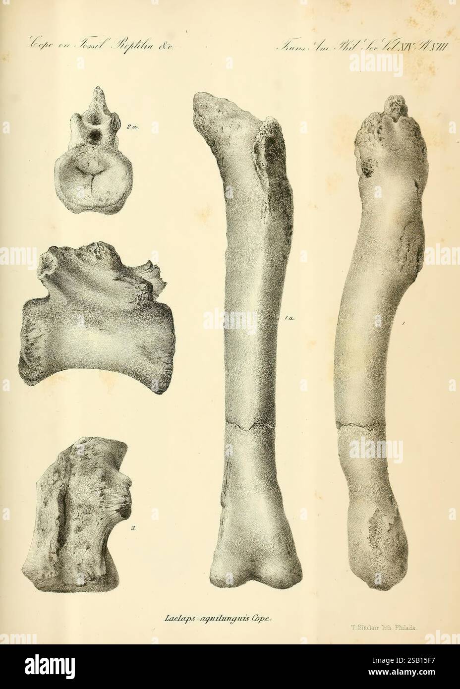 Multiple bone structures hi-res stock photography and images - Alamy