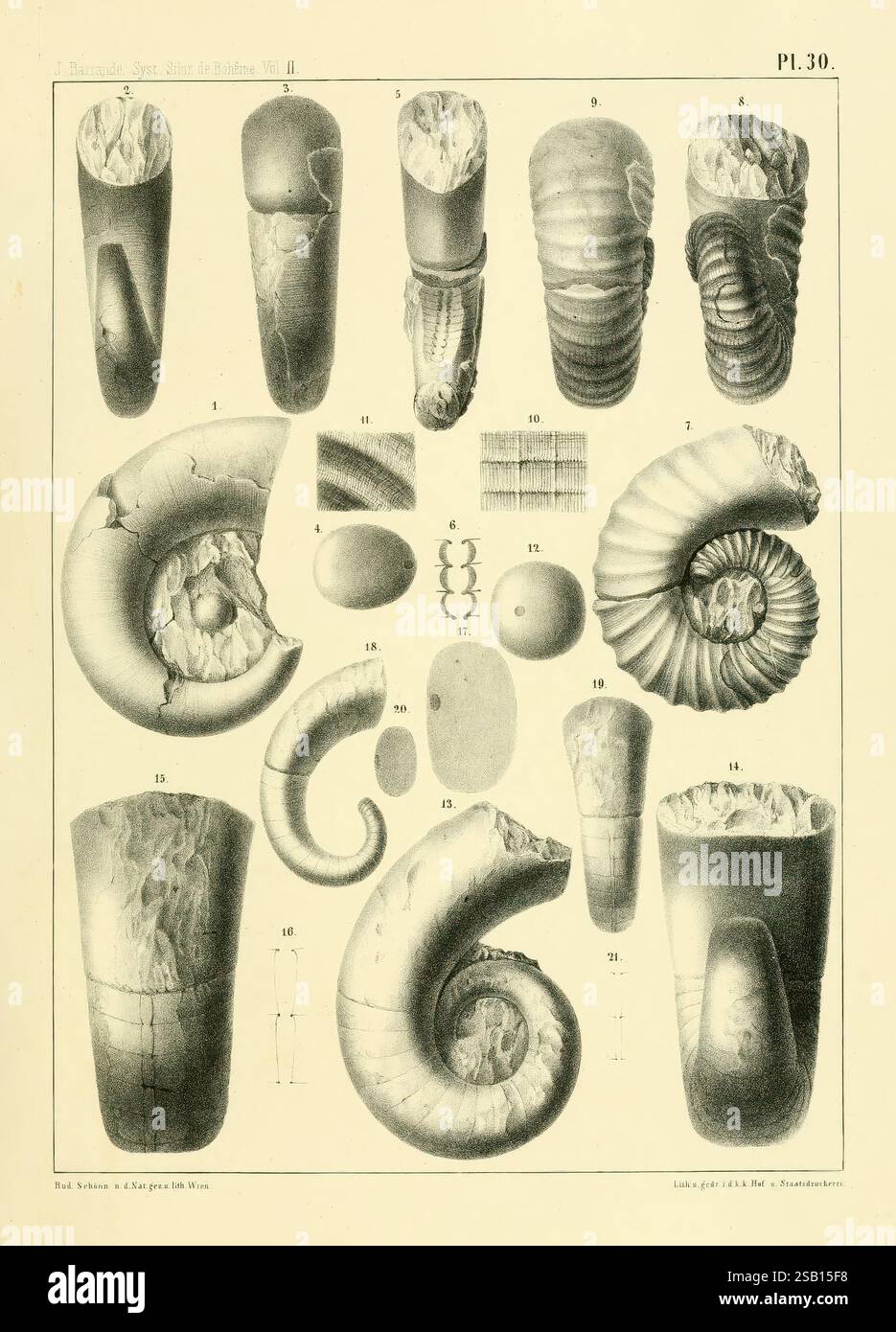 Diverse morphology of ammonites hi-res stock photography and images - Alamy