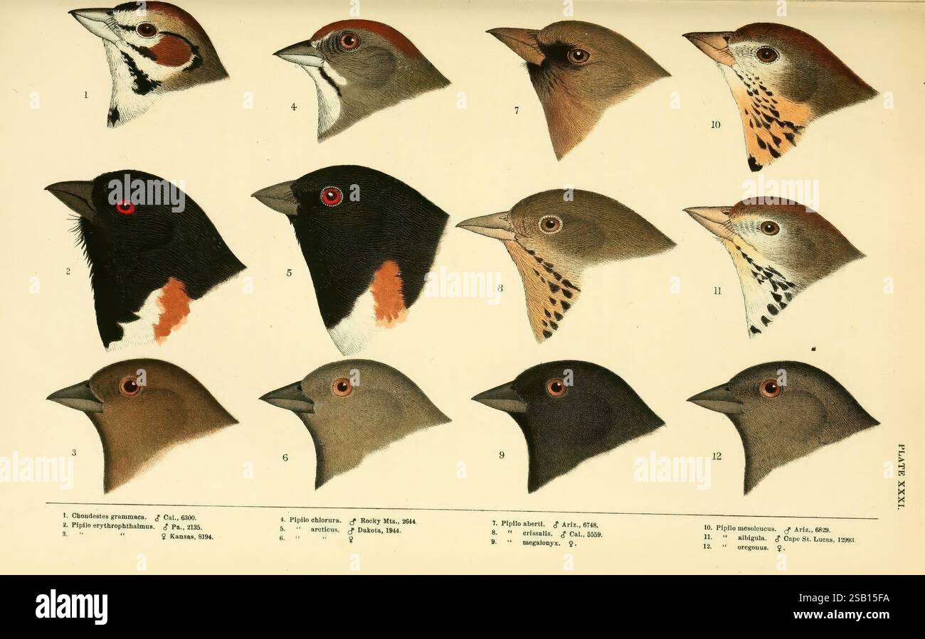 A history of North American birds, Boston, Little, Brown, 1905, birds ...