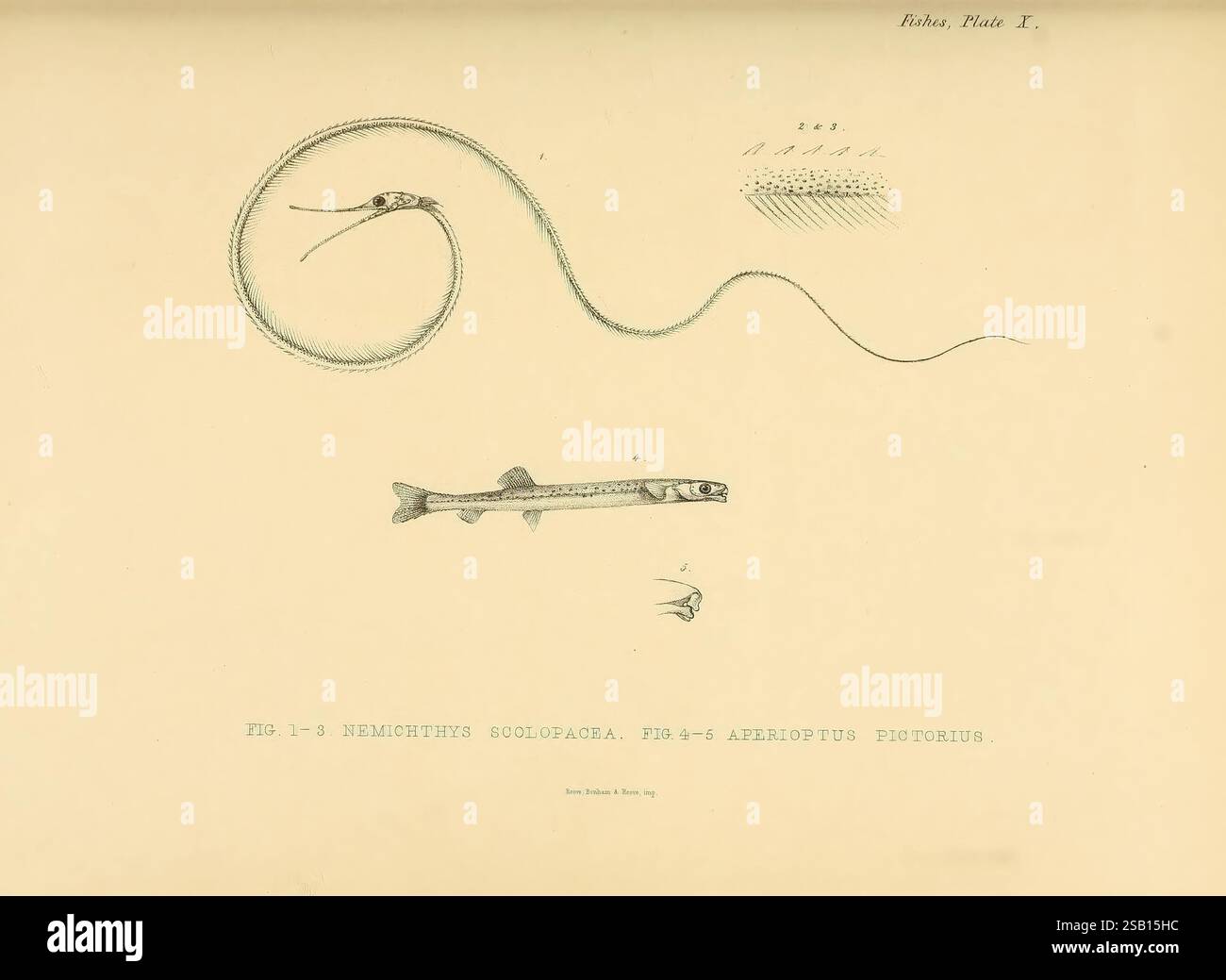 Anatomical studys depth hi-res stock photography and images - Alamy