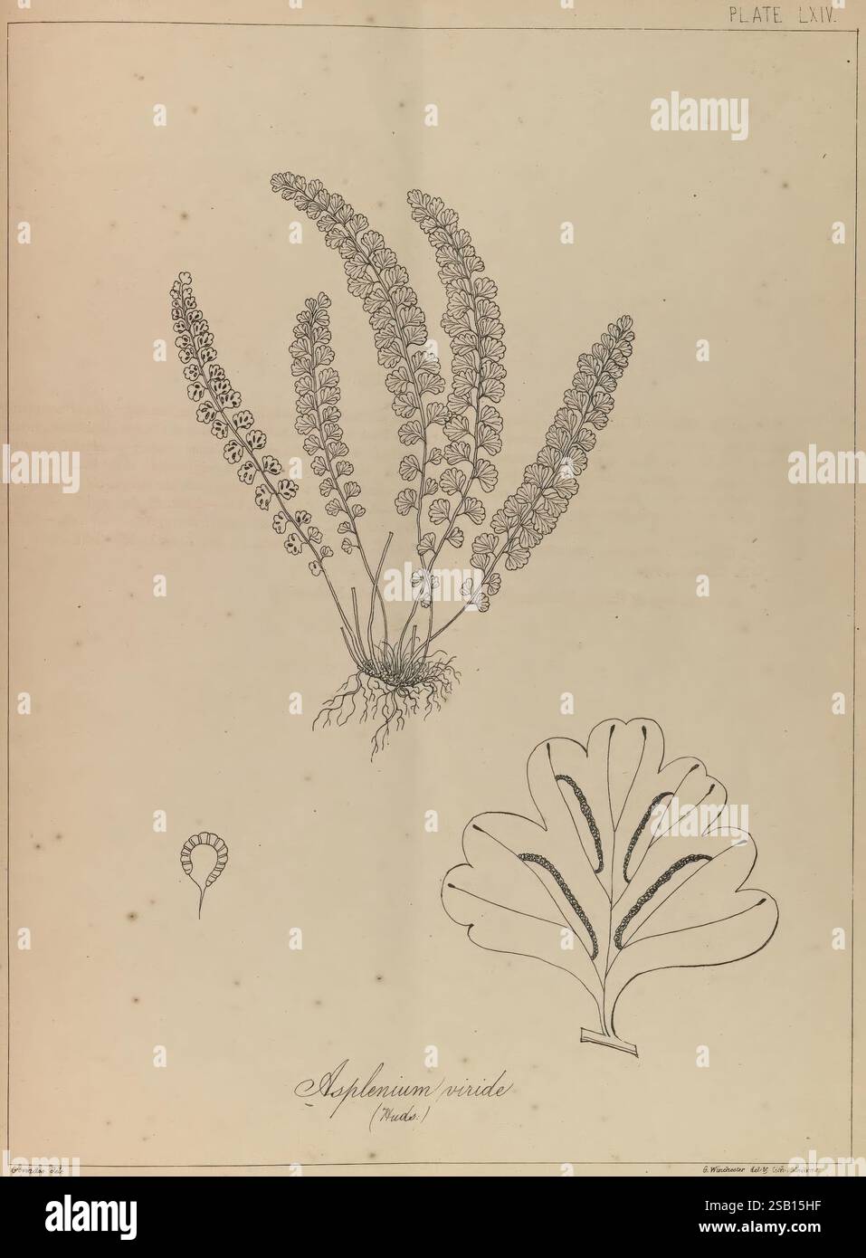 The, ferns, of, British, India, Madras, printed, by, Gantz, Brothers ...