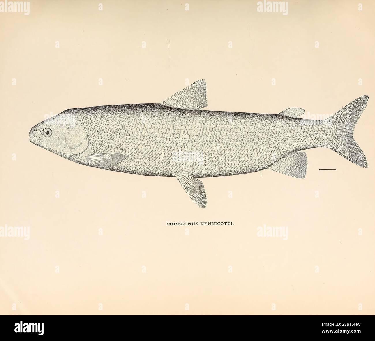 Contributions to the natural history of Alaska Washington, Govt. Print ...