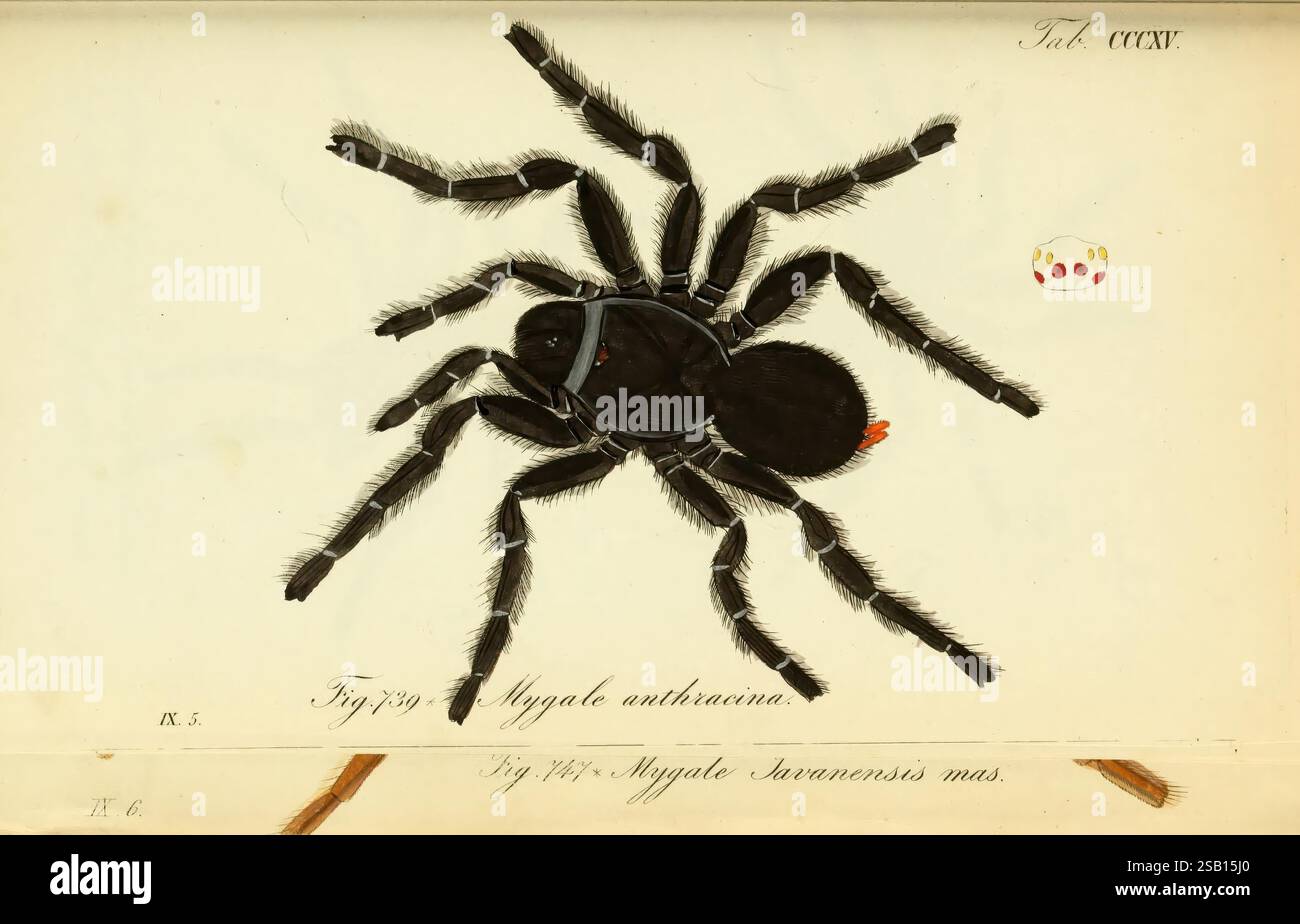 Spider features prominent hi-res stock photography and images - Alamy