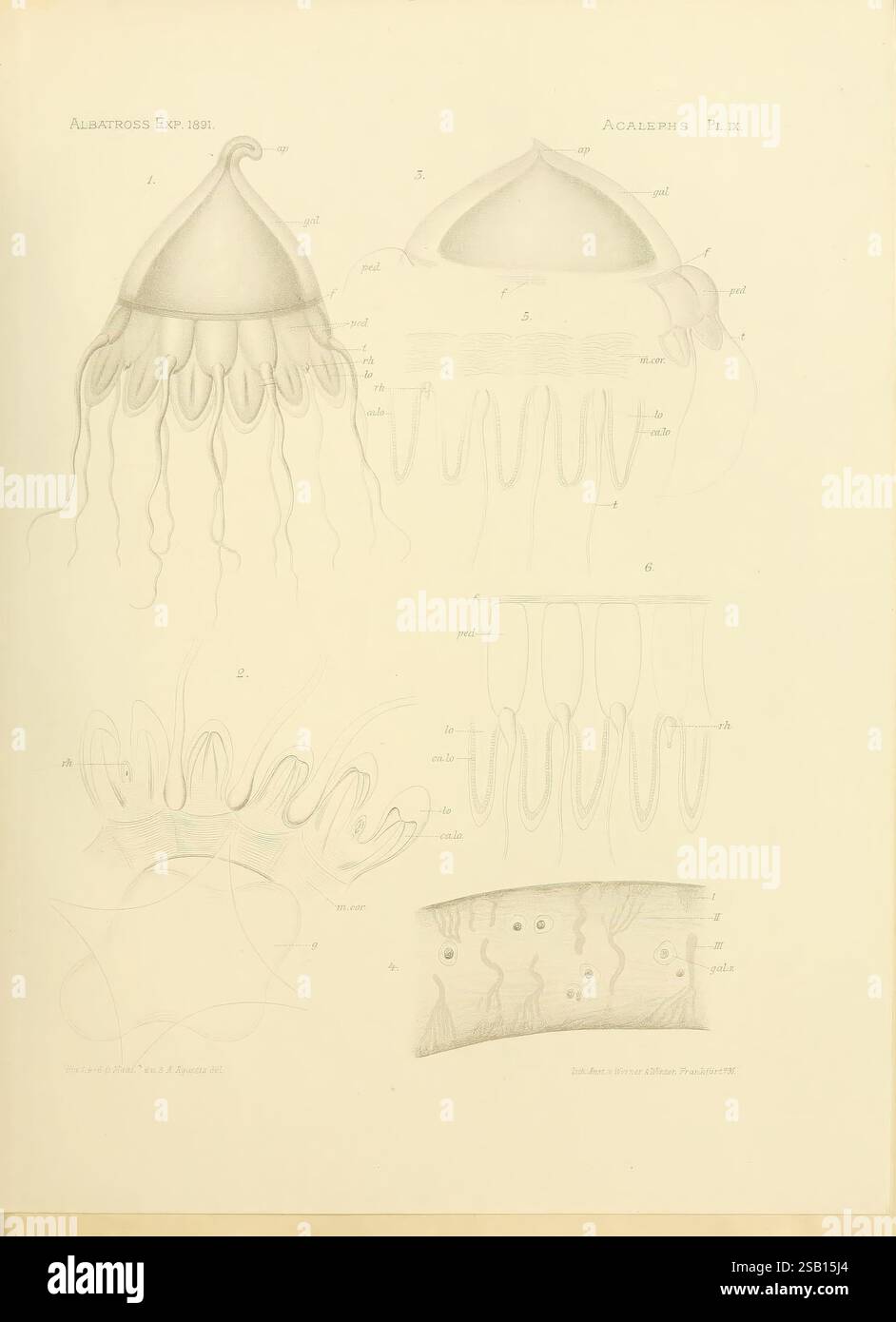 Jellyfishs anatomical features hi-res stock photography and images - Alamy